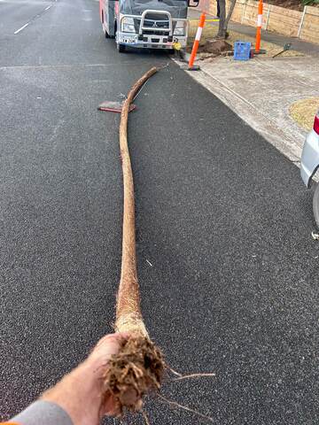 Unblocking Tree Roots from Stormwater Drains